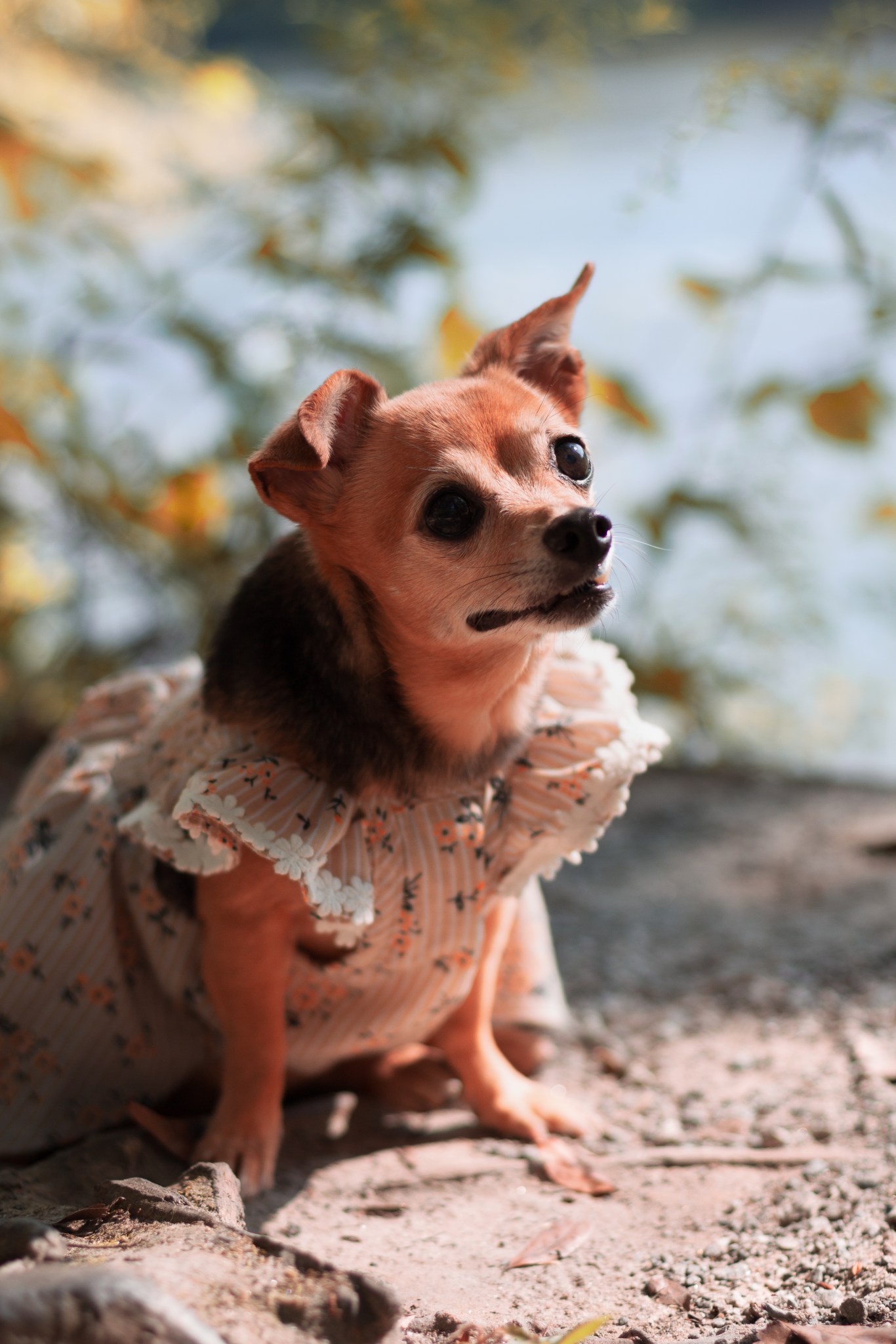 Cobb County Locations – Wink & Wag Photography