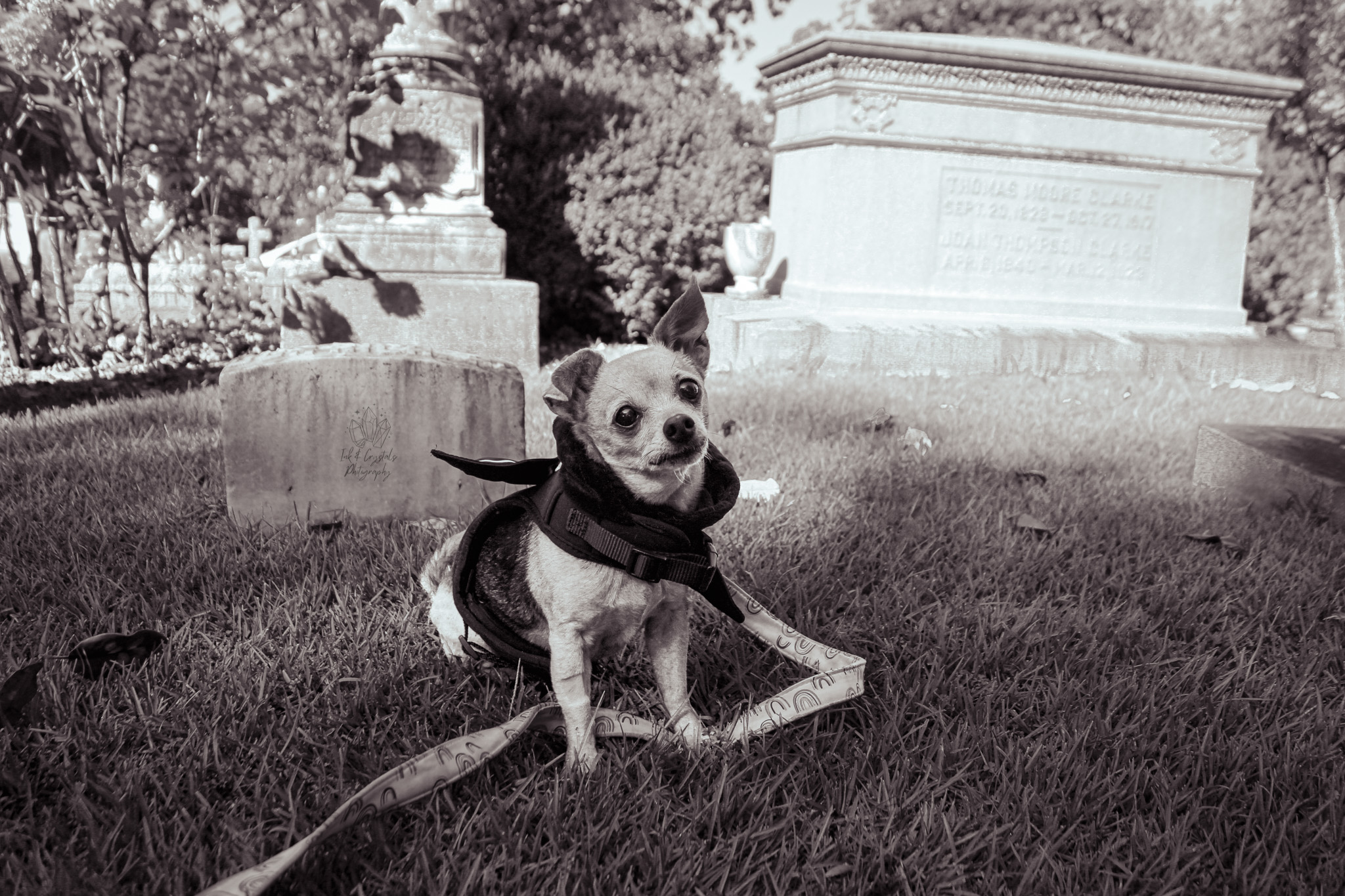 End-of-Life – Wink & Wag Photography